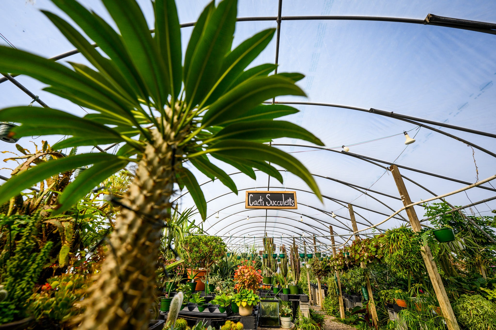 Ross Farm - Asheville - Largest Plant Selection in WNC | Ross Farm LLC